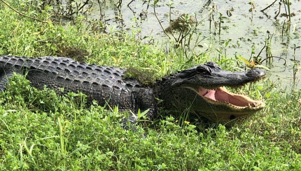 Do Animals Sweat? - Long Acres Ranch