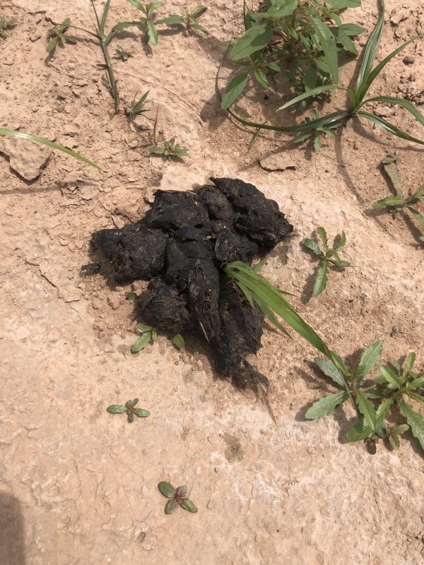 This Doesn't Stink - Animal Scat - Long Acres Ranch