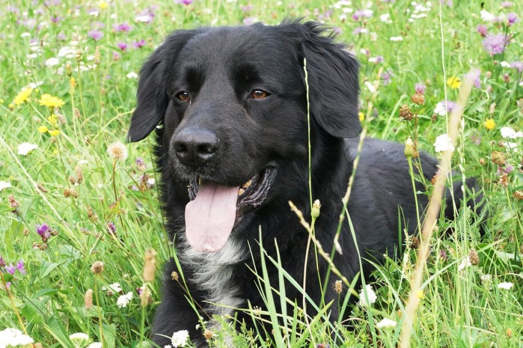 Do Animals Sweat? - Long Acres Ranch