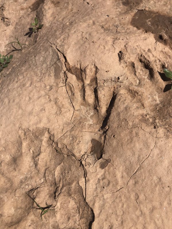Who Goes There? Finding and Studying Animal Tracks - Long Acres Ranch