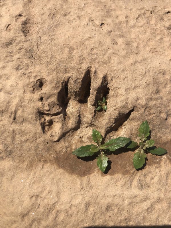 Who Goes There? Finding and Studying Animal Tracks - Long Acres Ranch