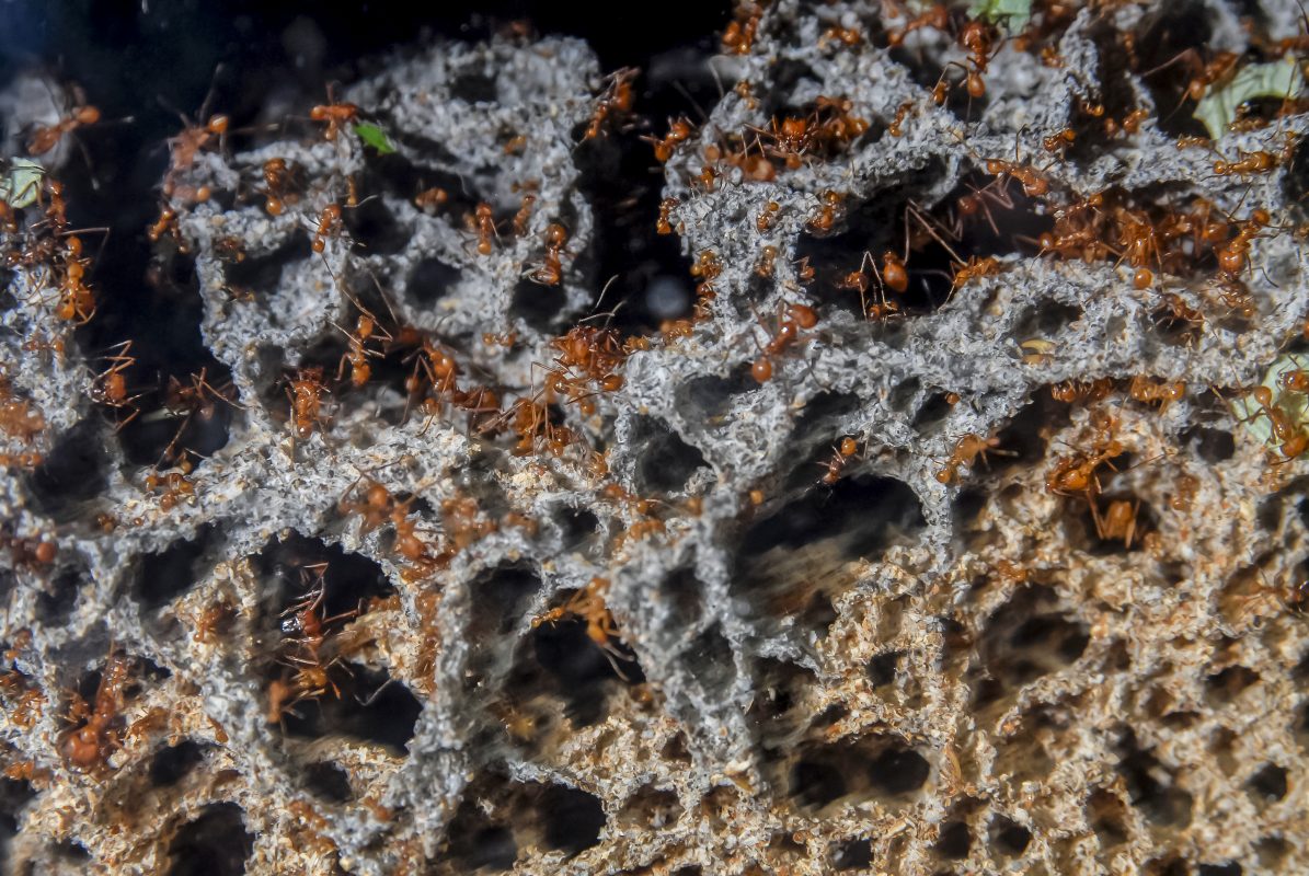 The Secret Farmers of Long Acres Ranch - The Leafcutter Ant - Long ...