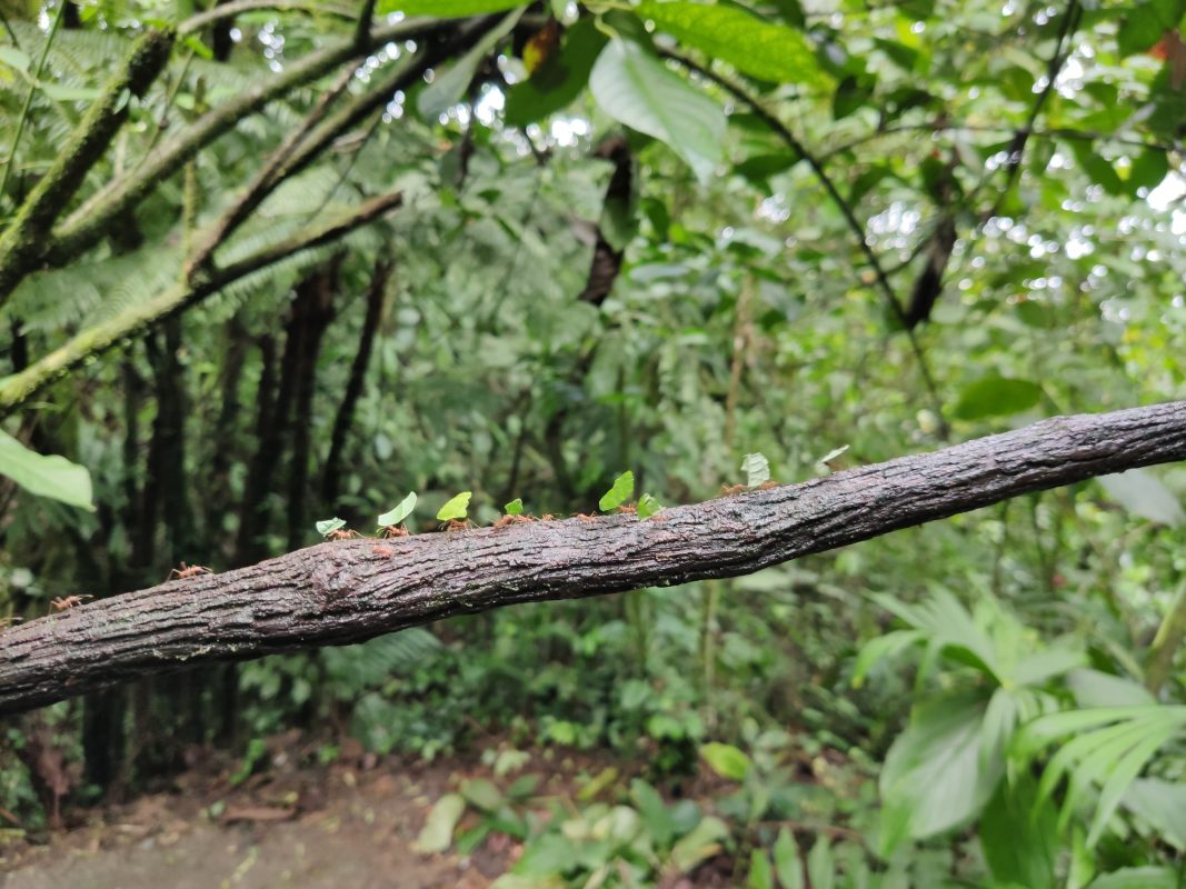 The Secret Farmers of Long Acres Ranch - The Leafcutter Ant - Long ...