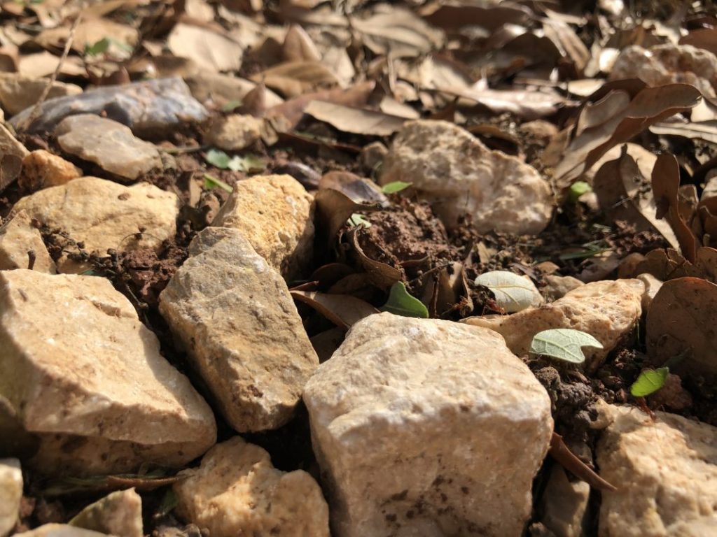 The Secret Farmers of Long Acres Ranch - The Leafcutter Ant - Long ...