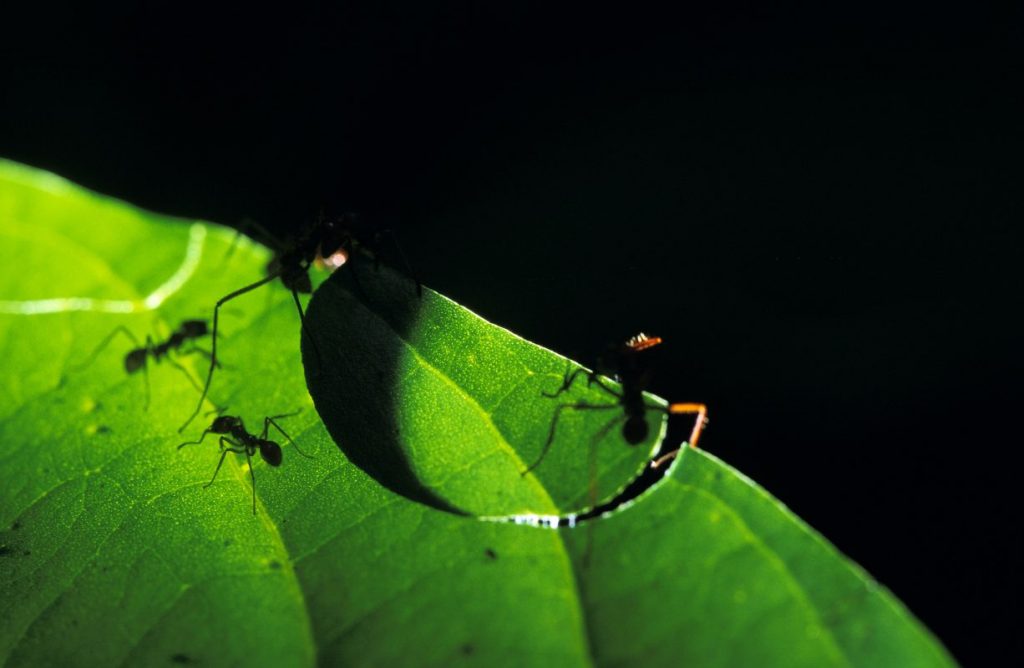 The Secret Farmers of Long Acres Ranch - The Leafcutter Ant - Long ...