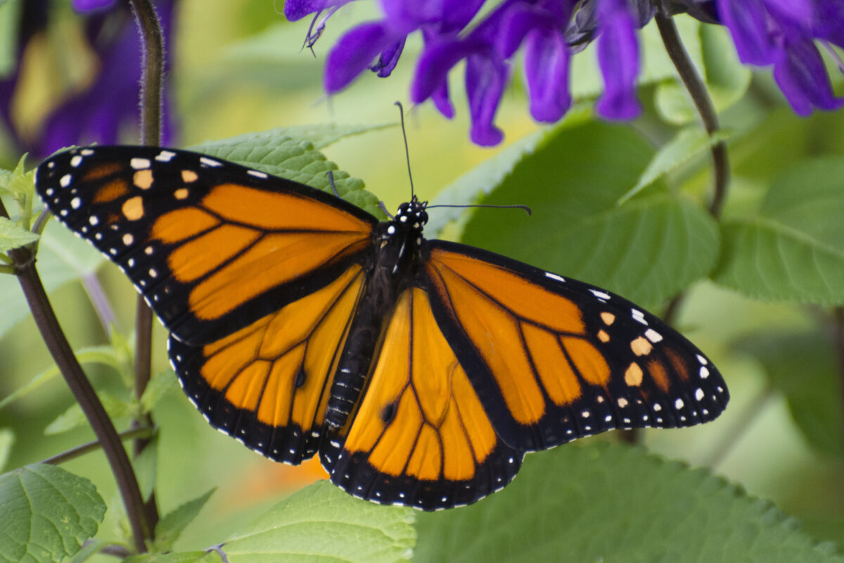 Bioecology: The Science of Connection - Long Acres Ranch