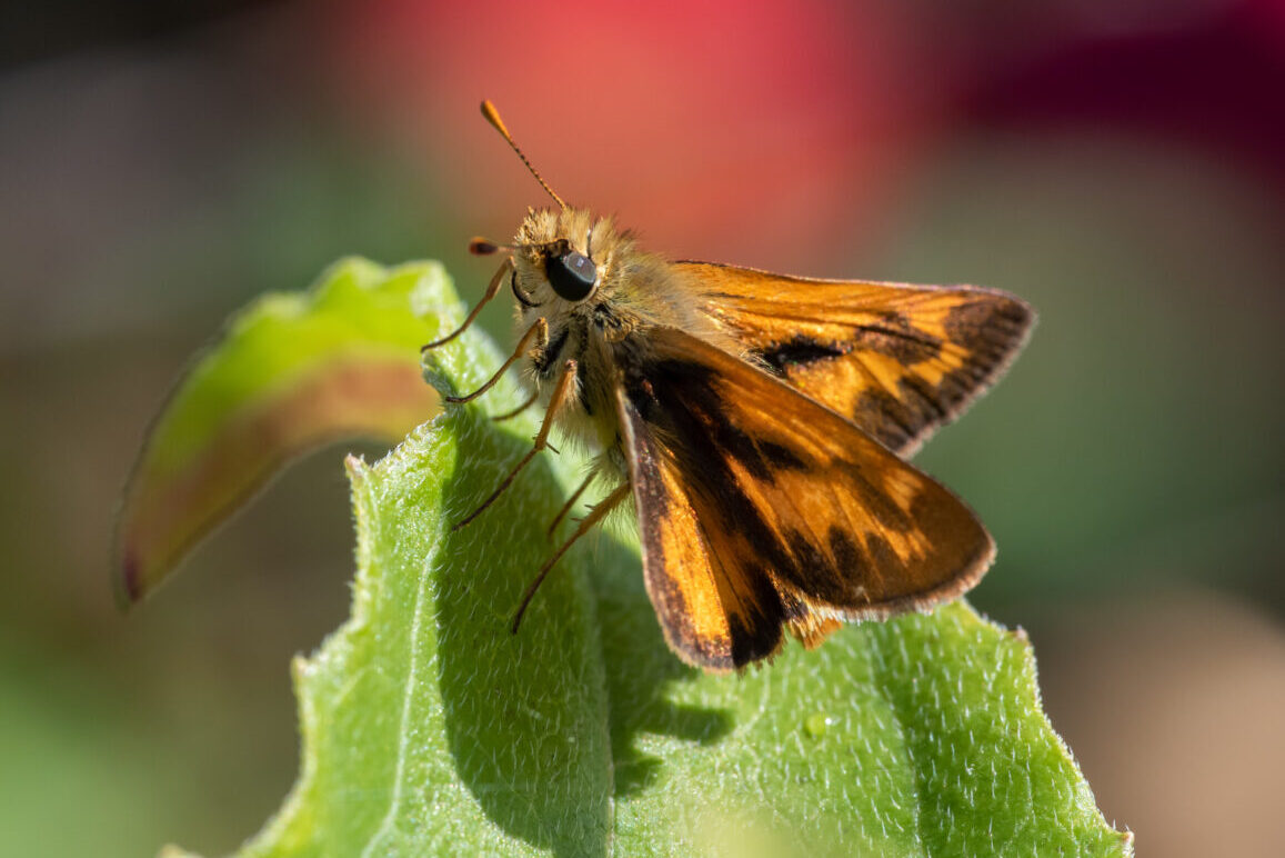 Lepidopterology: Small Scale Wonders - Long Acres Ranch