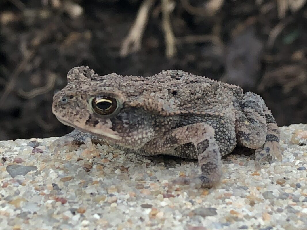Herpetology: The Creeping Animals - Long Acres Ranch