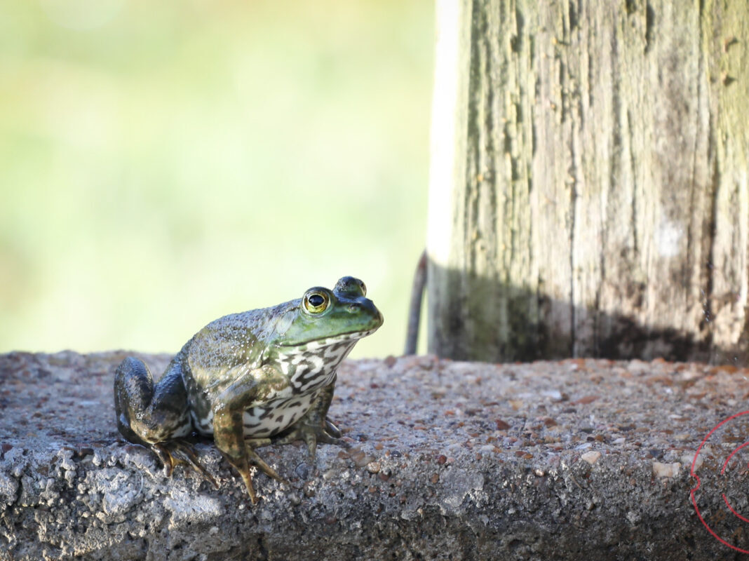 Herpetology: The Creeping Animals - Long Acres Ranch